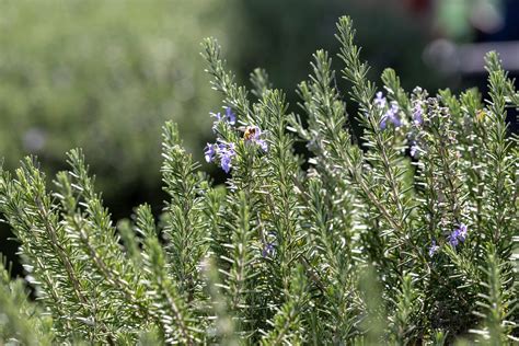 Rosemary Plant Care Guide How To Grow And Care For Rosemary