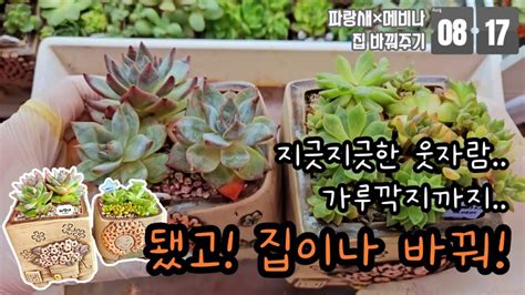 웃자란 다육이들 적심해주느라 바쁜데 가루깍지까지😑 그까이꺼 대충~~ 케어하죠 뭐 ㅎㅎ Youtube