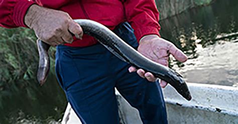 Coordinated Management Plan To Promote Recovery Of European Eel