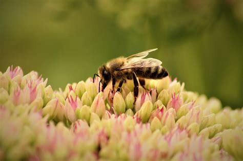 벌 꿀벌 곤충 Pixabay의 무료 사진