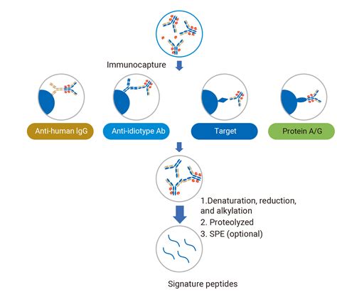 Antibody Drug Conjugate Adc Bioanalysis Strategies Based On Lc Ms Wuxi Apptec Dmpk