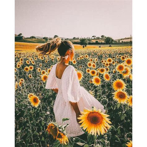 მზესუმზირა • Sunflower