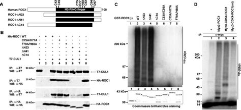 Ring Finger Domain Of Roc1 Is Sufficient To Activate Ubch5c A
