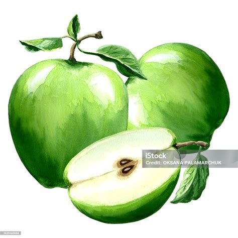 나뭇잎이 있는 녹색 사과의 수채화 그림 디자인을 위한  손으로 그린 그림입니다 가냘픈에 대한 스톡 벡터 아트 및 기타 이미지 가냘픈 개체 그룹 건강한 식생활