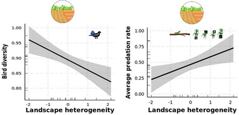 Predicted Responses Of Bird Diversity And Average Predation Rate In Download Scientific Diagram