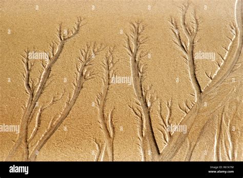 Tree Roots In Sand Stock Photo Alamy
