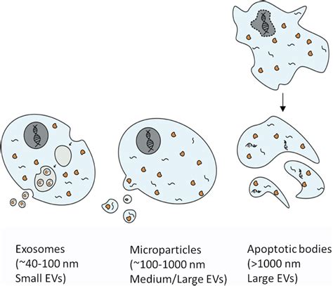 Biogenesis Of Extracellular Vesicle Ev Subtypes Download Scientific Diagram