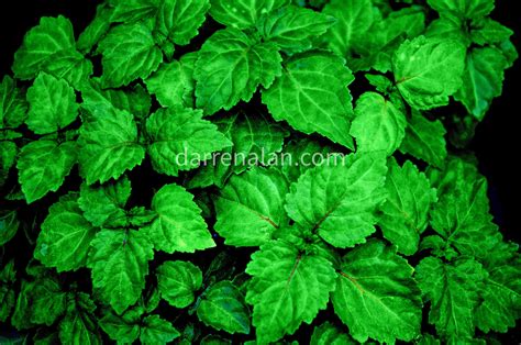 Oakmoss Absolute Low Atranol Ifra Compliant — Darren Alan Perfumes