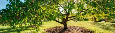 How To Keep Your Trees In Great Condition In The Summer Heat DNS Landscaping Services San