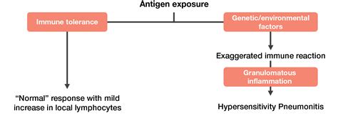 Hypersensitivity Pneumonitis Insights In Ild