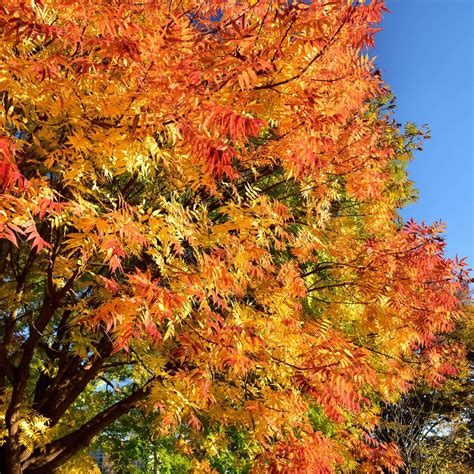 Chinese Pistache Tree Plants Express