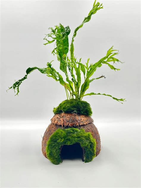 Żywa Grota Do Akwarium Kokos Gałęzatka 13269723492 Oficjalne Archiwum Allegro