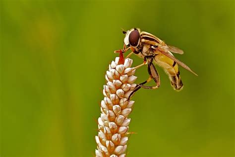 Hoverfly 昆虫 翅膀 Pixabay上的免费照片 Pixabay