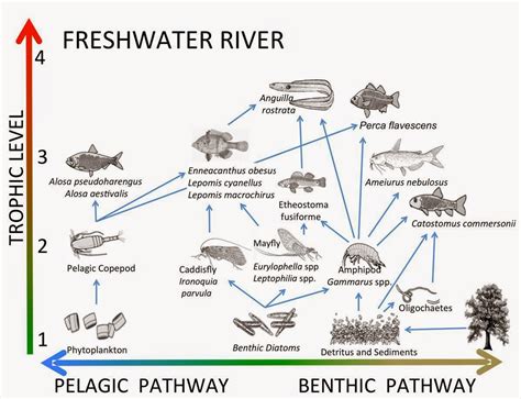 Freshwater Food Web Diagram