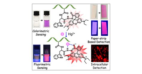 Rhodamine Appended Polymeric Probe An Efficient Colorimetric And Fluorometric Sensing Platform