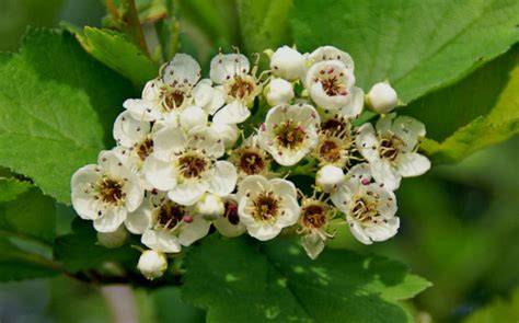 Боярышник цветет - Садовое обозрение/Garden review — LiveJournal