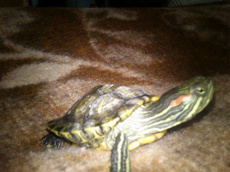 Res Turtle Shell Problem Pyramiding Big Pond Turtle Forum