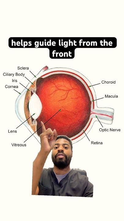 How Glasses Help You See Explained Youtube