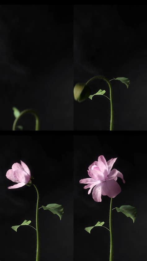 花朵盛开绽放动画c4d模型下载