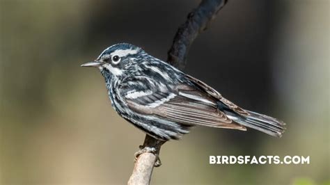 21 Black Bird White Stripes On Wings Identification Guide
