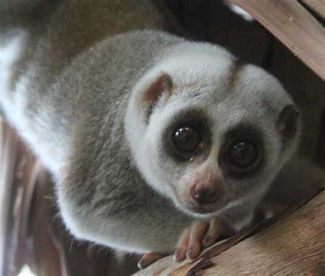 Pet Trades “cute” And “adorable” Label Endangers The Slow Loris