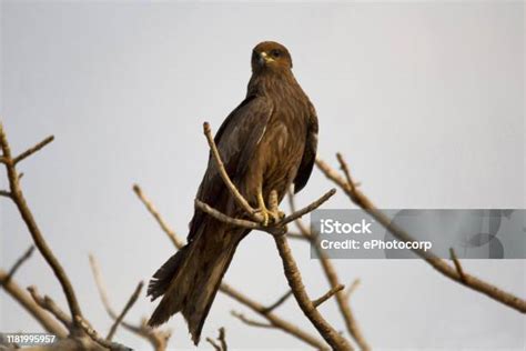 검은 연 은 가족 Accipitridae에서 먹이의 중간 크기의 새이며 다른 많은 일주 랩터 인도를 포함합니다 갈색에 대한 스톡 사진 및 기타 이미지 Istock