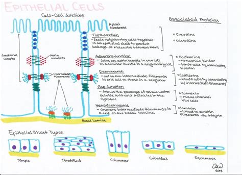 Cell Biology Study Guides Artofit