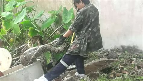 Info Licensor Python Forced Regurgitate Cat Editorial Video