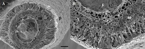 Scanning Electron Micrograph Of Transverse Sections Of Freeze Fractured Download Scientific