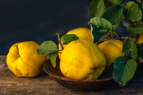 잘 익은 달콤한 노란색 마르 멜로 의 클로즈업 유기농 과일 나무 호두 접시 테이블에 나뭇잎 정물 자연 어두운 배경 삼베 자루 음식 날것 맛있는 건강 모과에 대한 스톡 사진