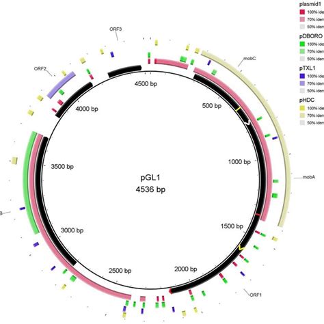 Lactococcus Lactis Subsp Cremoris Sk11 Plasmid 3 Lactococcus Lactis Download Scientific