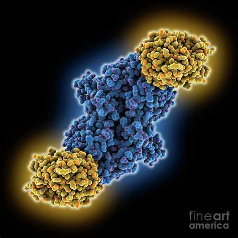 Tryptophan Synthase Photograph By Laguna Design Science Photo Library Fine Art America