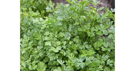 Брашнеста мана напада магданоза през топлите месеци Български Фермер