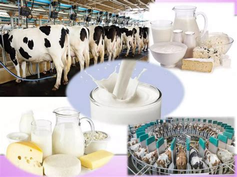 Dairy Farming And Dairy Products With Cattle Breeding Dairy Products