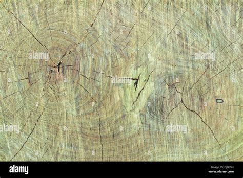 Texture Of Tree Stump As Background Stock Photo Alamy