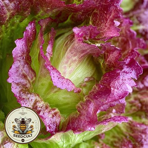 Organic Red Iceberg Lettuce Seeds Bulk Lactuca Sativa Lc071c Etsy