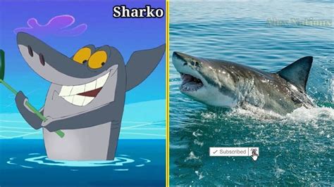 Zig And Sharko In Real Life All Characters Thresher Shark Silly
