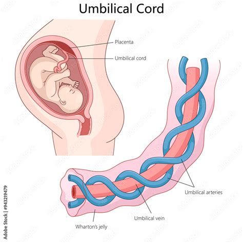 Umbilical Cord Structure Arteries Vein Wharton Jelly With Context Of Fetal Connection To The
