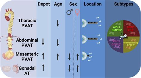 Anatomical Location Sex And Age Modulate Adipocyte Progenitor Populations In Perivascular Anatomical Location Sex And Age Modulate Adipocyte Progenitor Populations In Perivascular