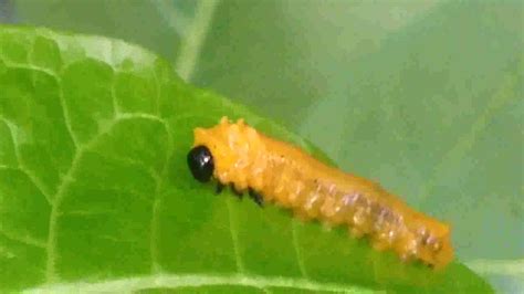 연한 주황색의 독특한 색깔을 지닌 애벌레 안전한 잎사귀에서 편히 자고 있는 모습 Youtube