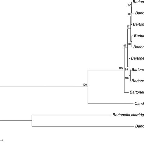 Its Phylogeny For A 1029 Character Fragment Of The 16s 23s Intergenic