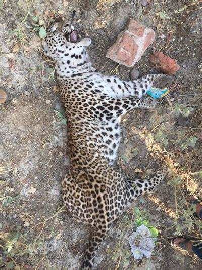 Leopard Found Dead Near Bardoli Surat News Times Of India