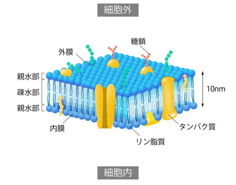 細胞膜の構造と働きを徹底解説！受動輸送・能動輸送をマスターしよう｜高校生向け受験応援メディア「受験のミカタ」 細胞膜 受験 応援 能動