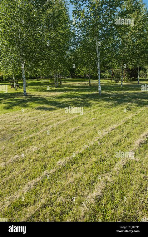 Left To Right Diagonals Made Of Dry Trimmed Lawn Grass With White