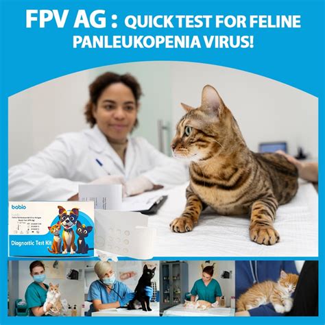 Fpv Antigen Testing For Cats Rapid Feline Panleukopenia Virus Antigen