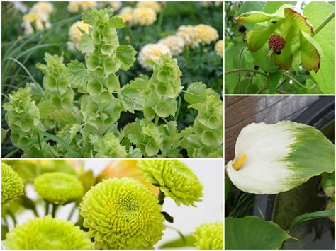 20 Green Flowers For The Garden