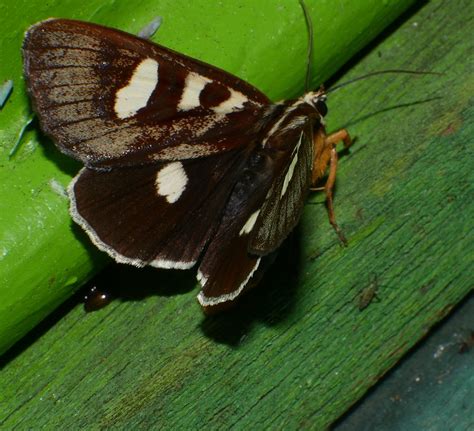 6 Spot Moth Mimeusemia Centralis Agaristinae Noctuidae Air Flickr