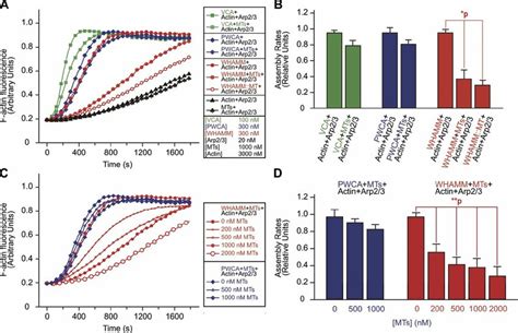 Mt Binding Decreases The Actin Nucleation Promoting Activity Of Whamm Download Scientific