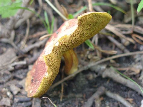 Shelf Mushroom With Gills At Michiko Durbin Blog