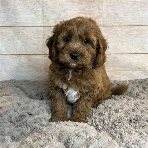 Cocker Spanielpoodlegolden Retriever Puppies For Sale Tullys Kennels